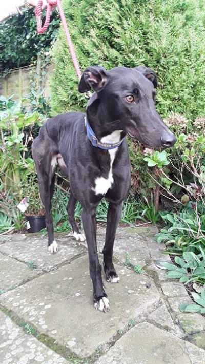 Gallery – Norfolk Greyhound Rescue